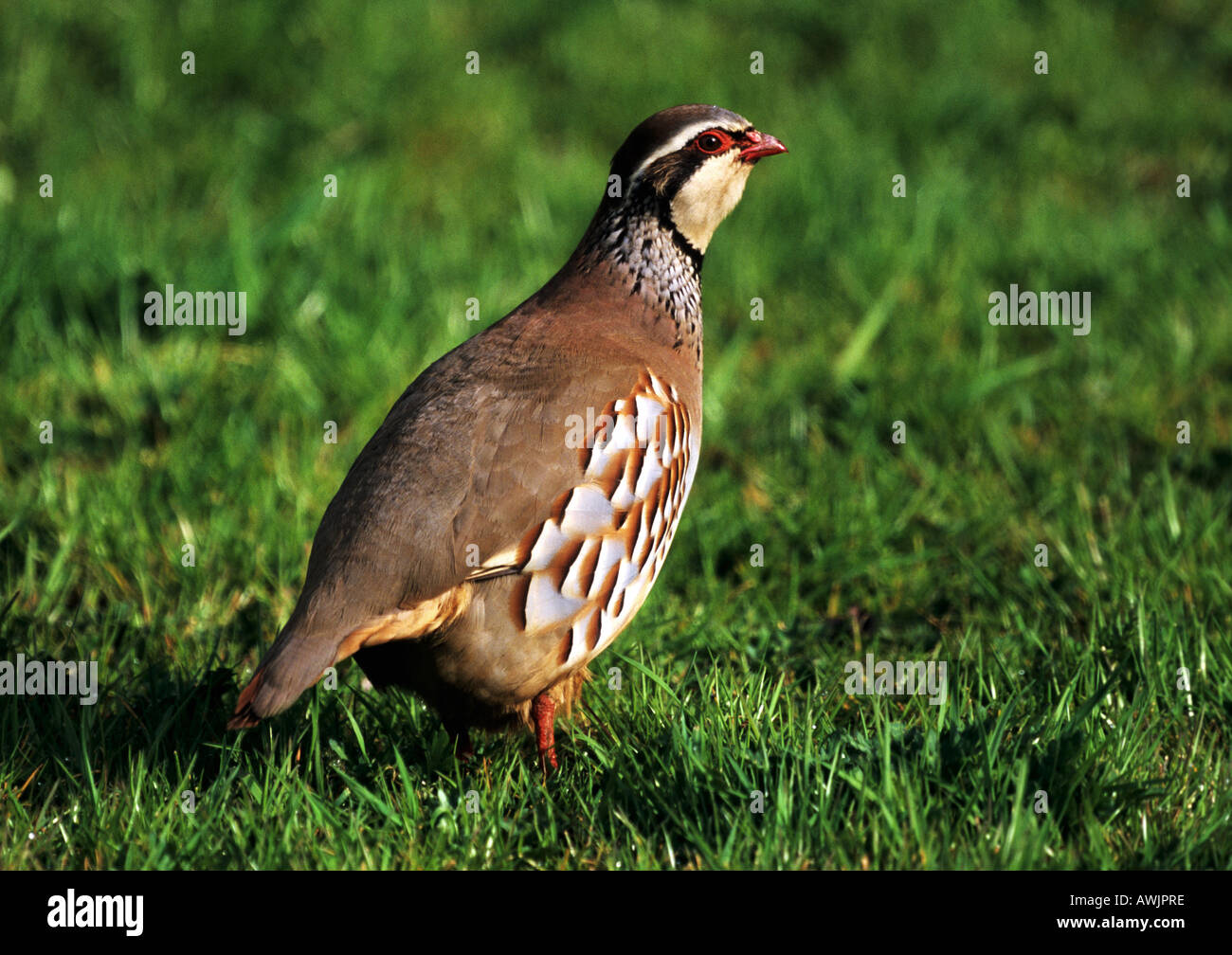 red-legged partridge - standing on meadow Stock Photo - Alamy