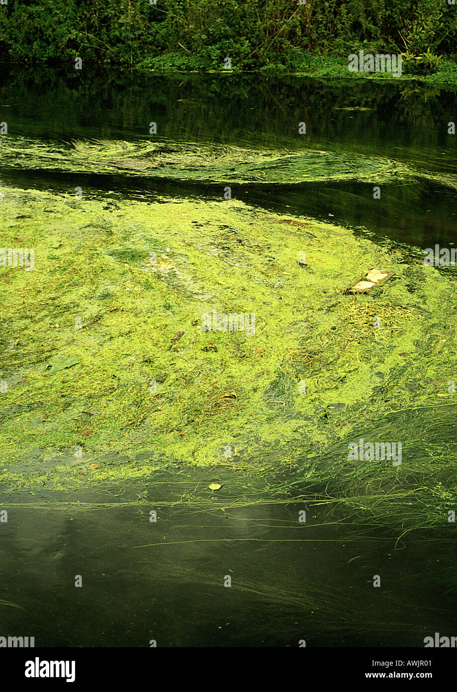 Polluted lakes hi-res stock photography and images - Alamy