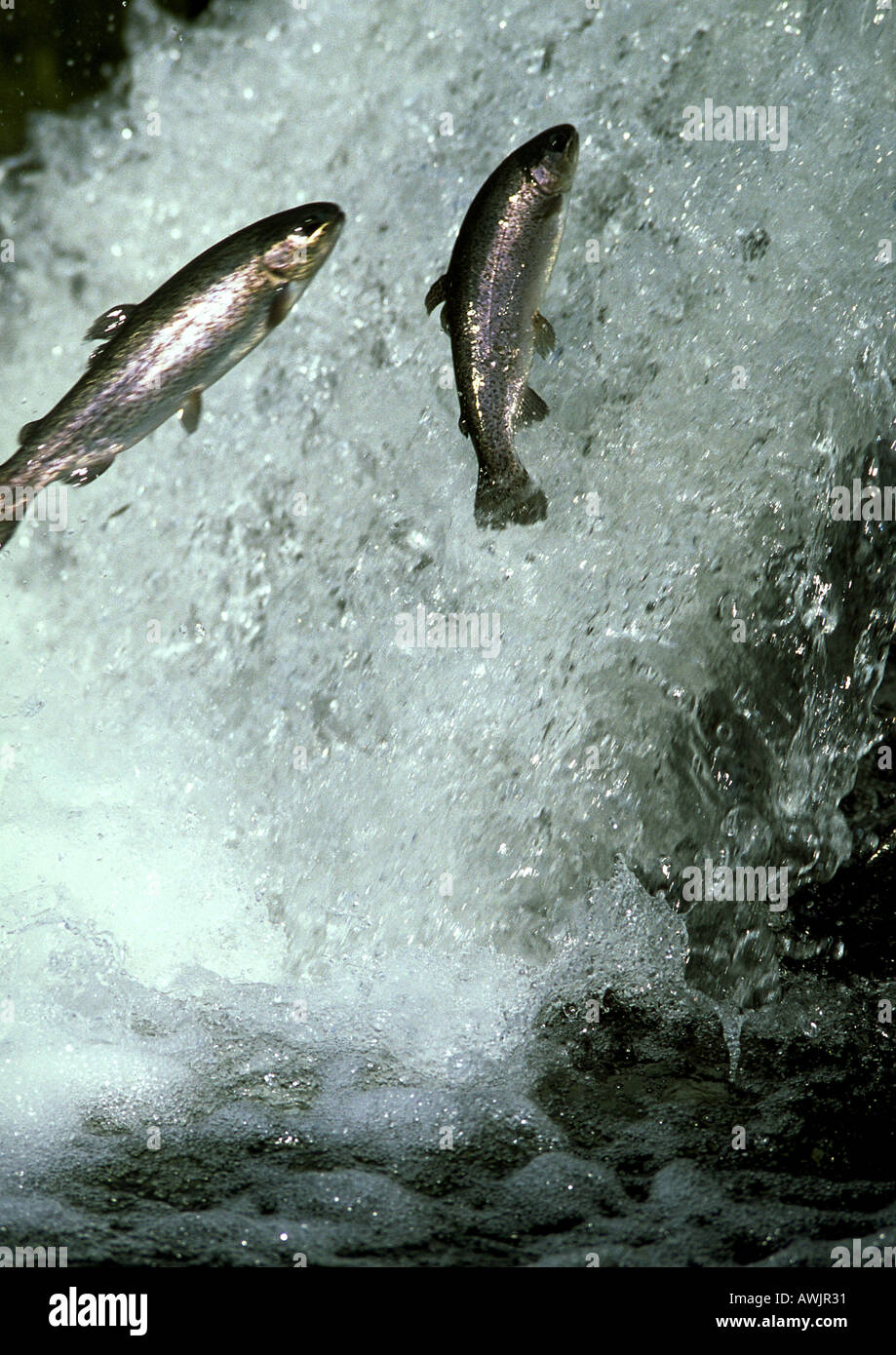Salmon leaping sea hi-res stock photography and images - Alamy