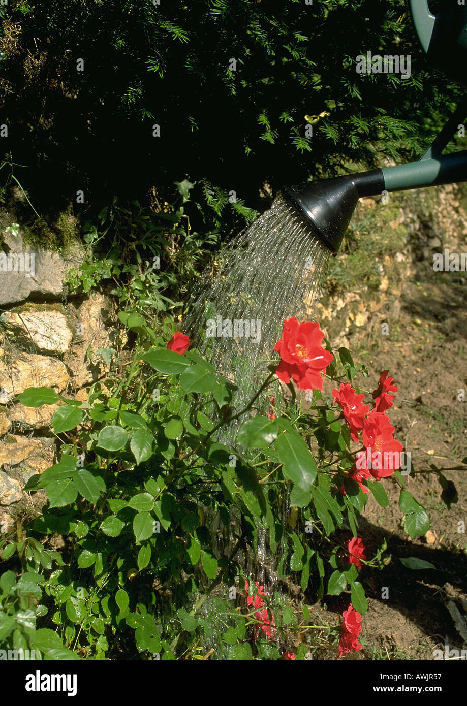 Flower being watered close up hi-res stock photography and images - Alamy