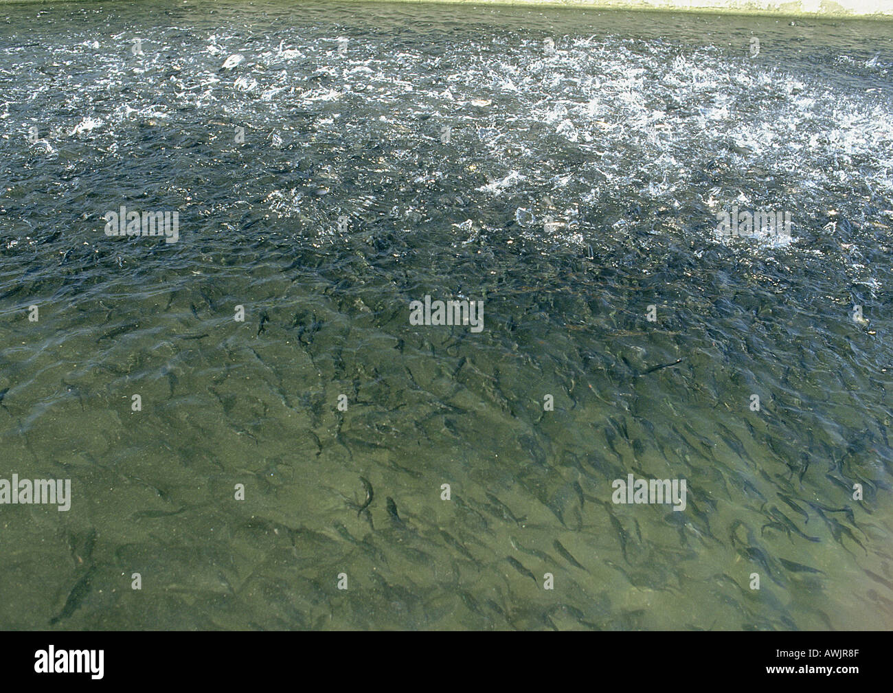 Shallow sea water with fish Stock Photo - Alamy