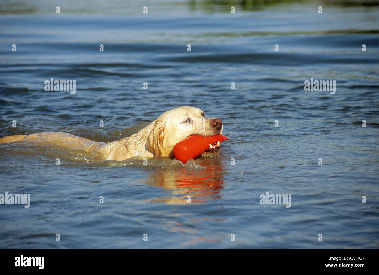 Labrador retrievers swimming hi-res stock photography and images - Alamy
