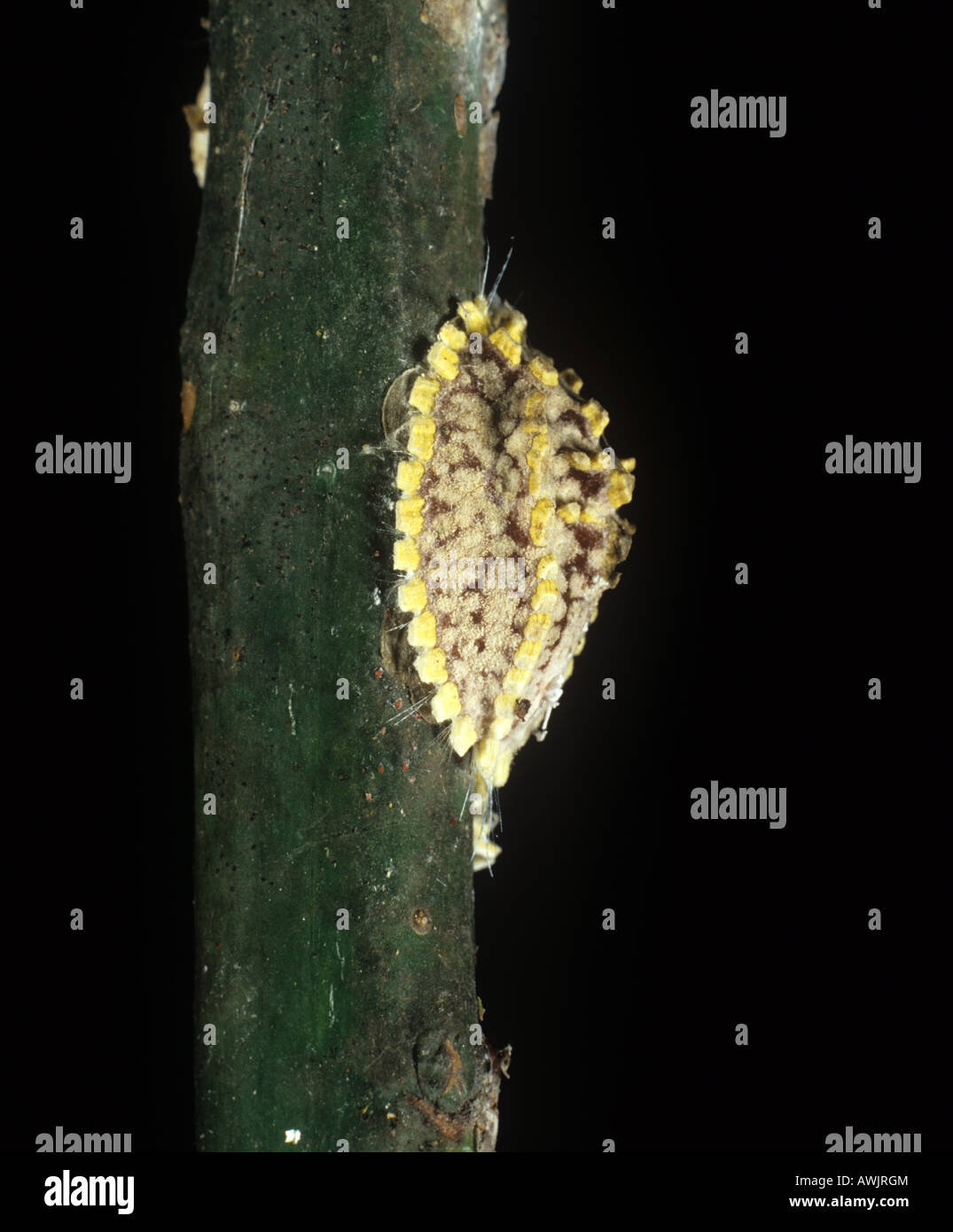 A scale insect possibly Seycelles fluted scale Icerya seychellarum on ...