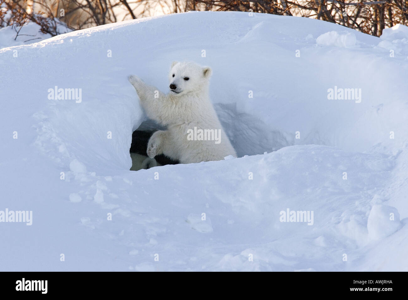 Polar Bear Cave