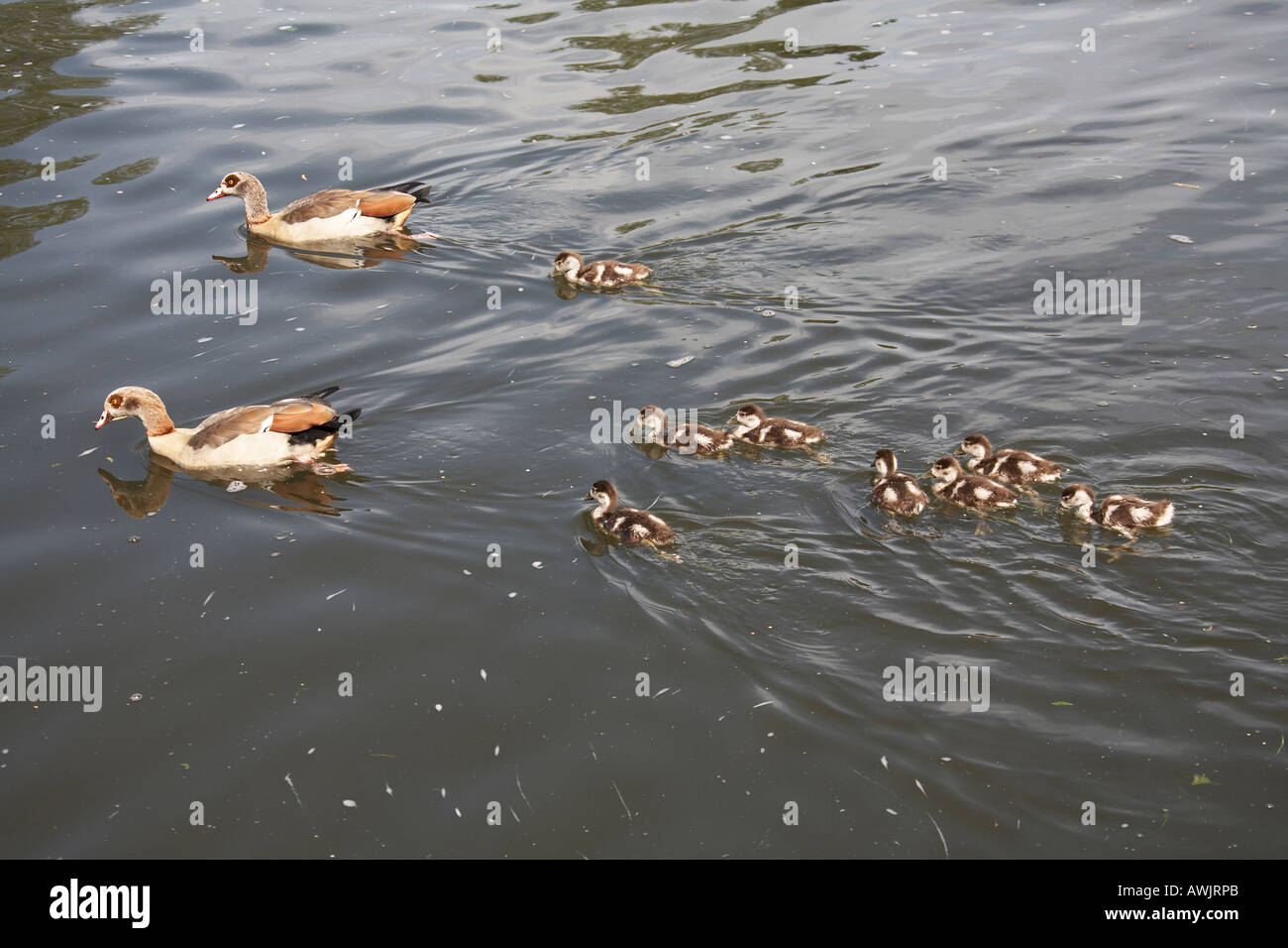 Brown ducks and ducklings swimming in river near Shiplake on River ...