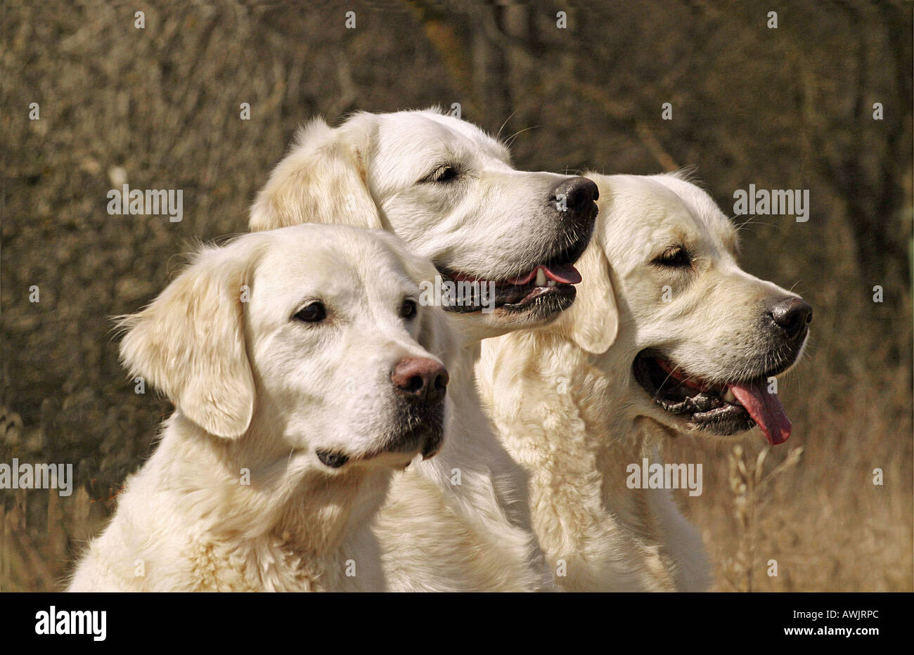 3 golden retrievers hi-res stock photography and images - Alamy