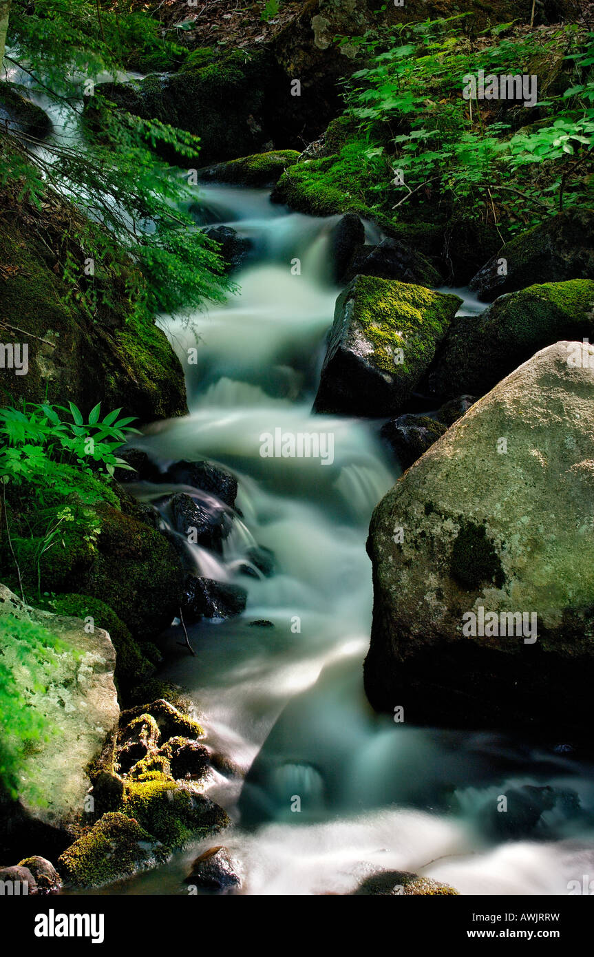 Stream in the Wood Stock Photo - Alamy