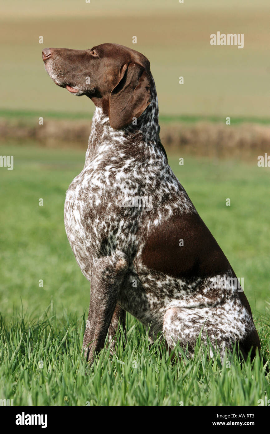 German Shorthaired Pointer. Adult dog sitting on meadow Stock Photo - Alamy