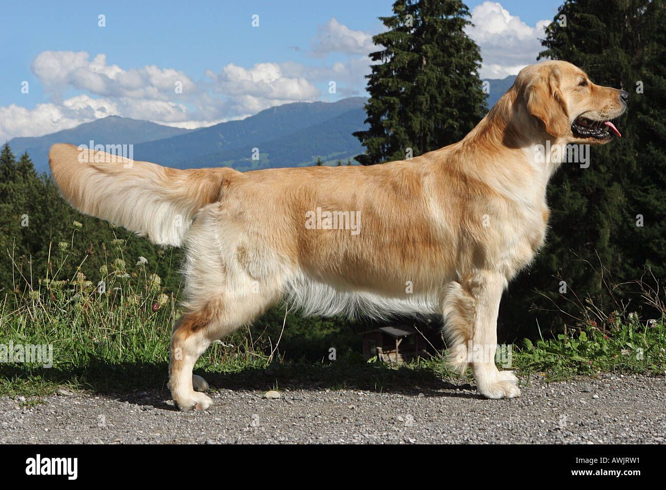 Golden Retriever - standing lateral Stock Photo - Alamy