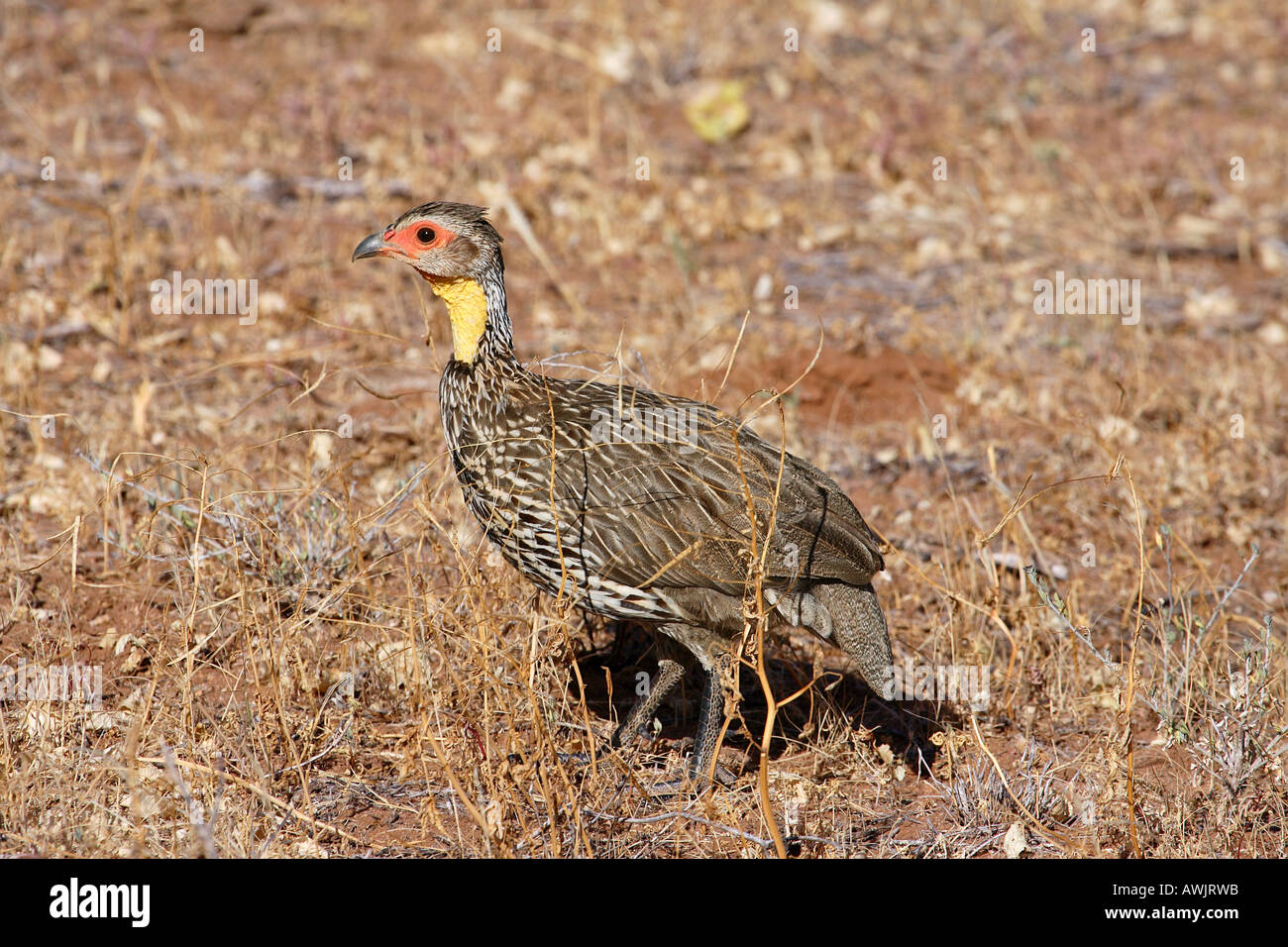 Frankolin hi-res stock photography and images - Alamy