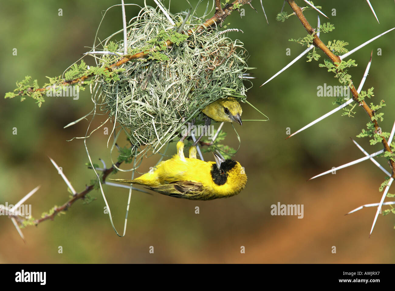 Masked weavers hi-res stock photography and images - Alamy
