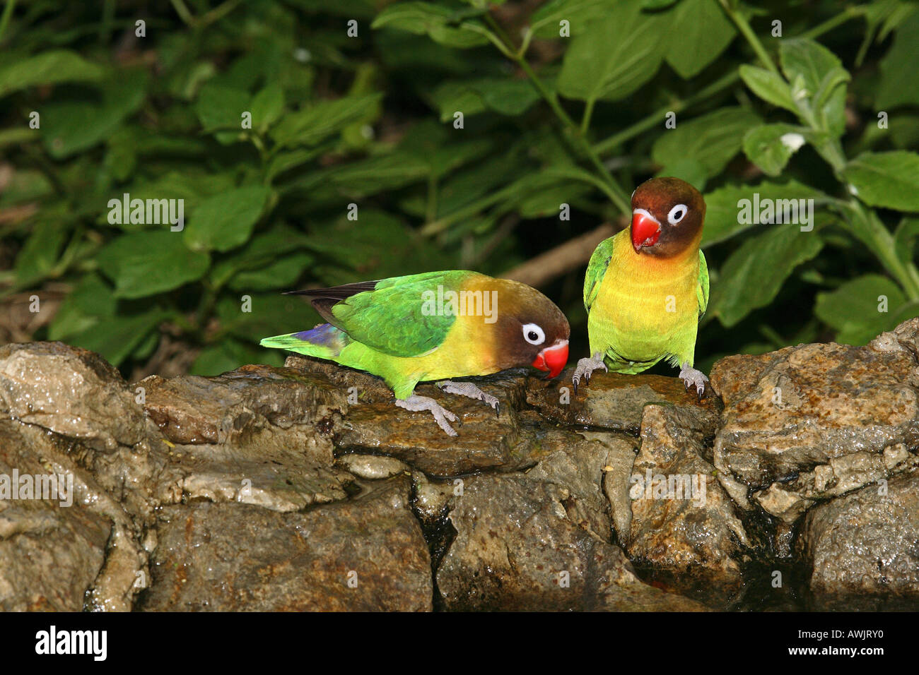 Eye ringed lovebird hi-res stock photography and images - Alamy