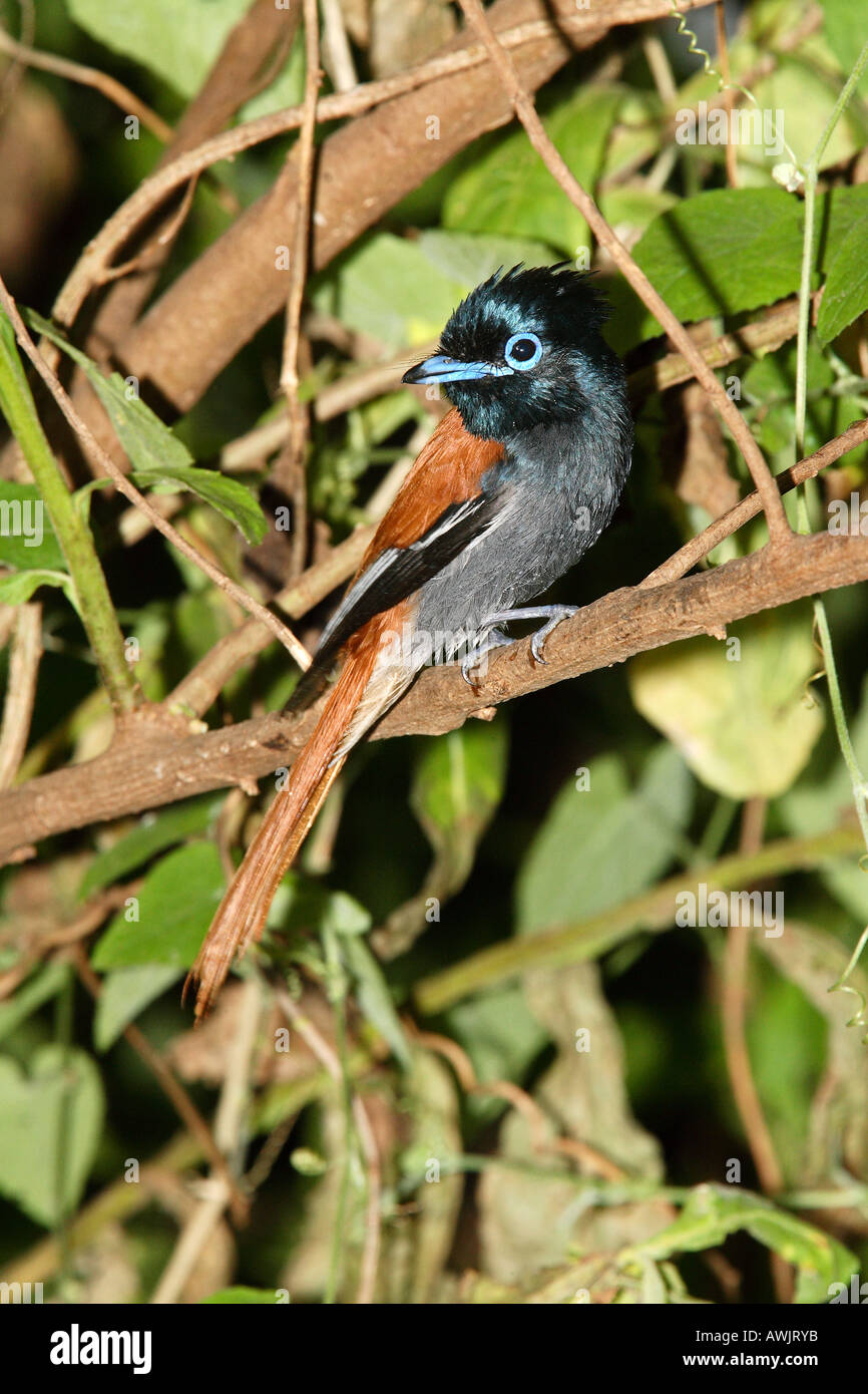 African paradise flycatchers hi-res stock photography and images - Alamy