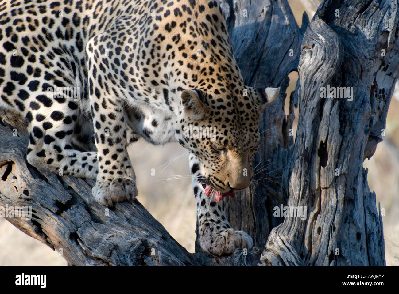 Leopard coming down from the tree Stock Photo - Alamy