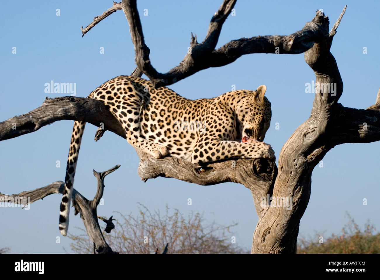 Leopard eating in a tree Stock Photo - Alamy