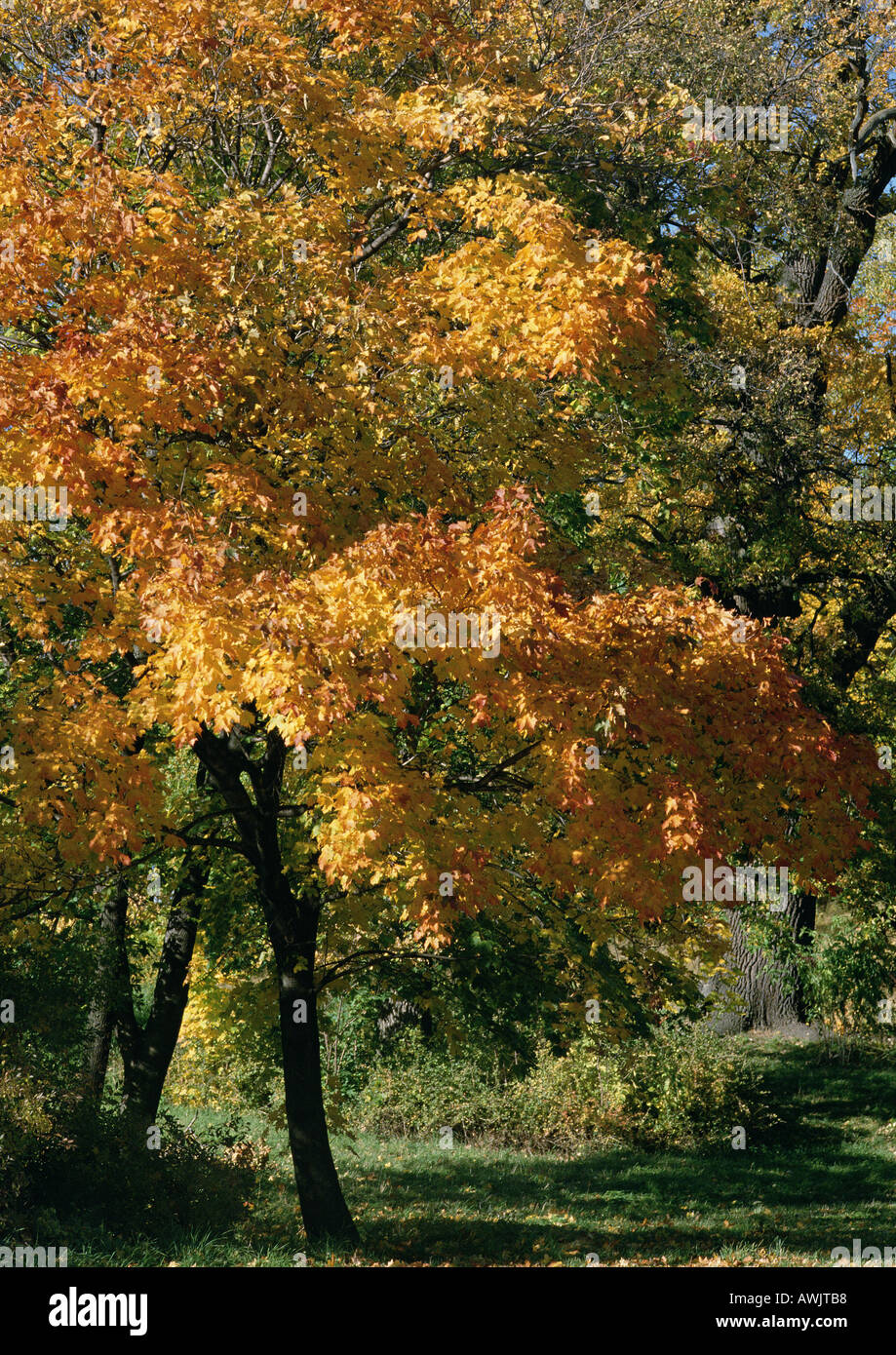 Sweden, trees with autumn foliage Stock Photo - Alamy