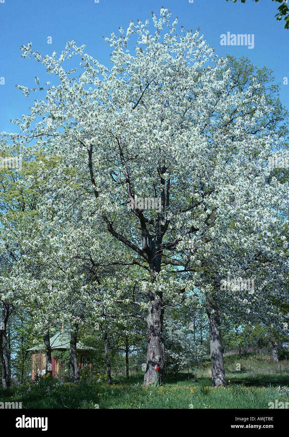 Sweden, tree in blossom Stock Photo - Alamy