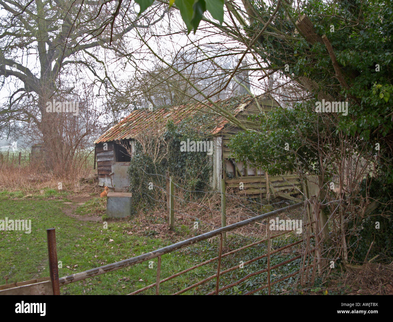CLOPHILL, BEDFORDSHIRE, UK. 19th Feb 2008. In the corner of a paddock ...