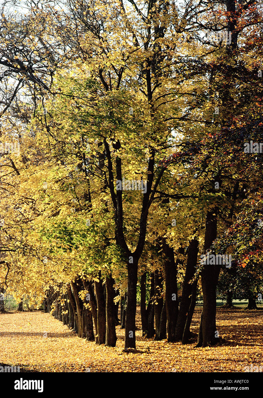 Sweden, trees with autumn foliage Stock Photo - Alamy