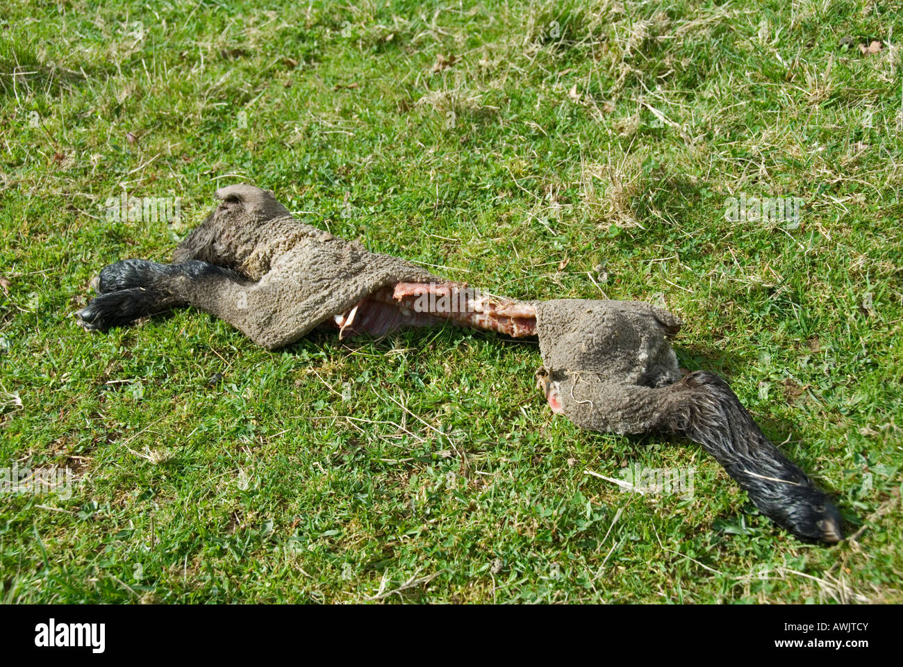 Lamb carcass hi-res stock photography and images - Alamy
