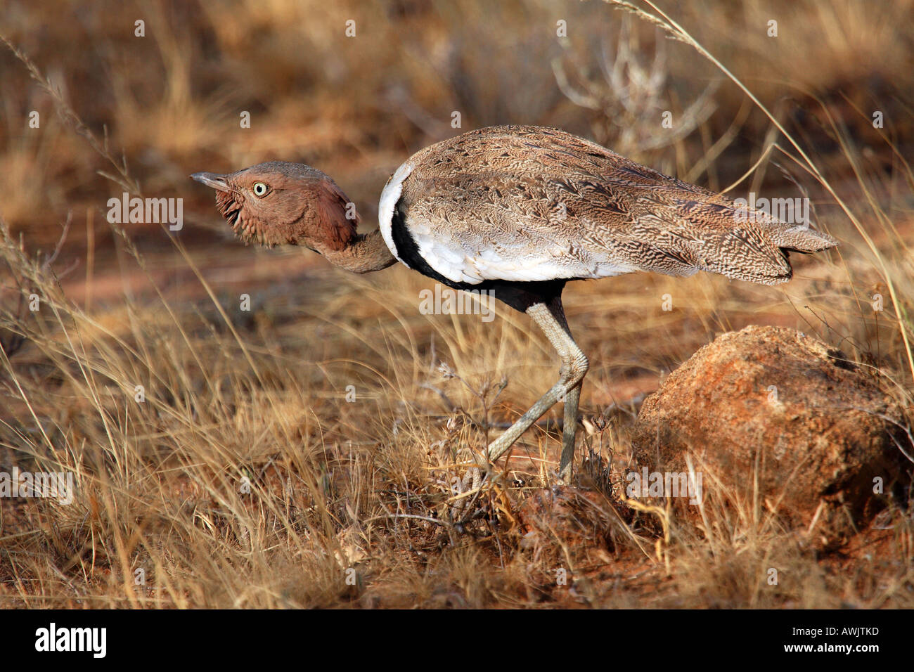 Red crested bustard hi-res stock photography and images - Alamy