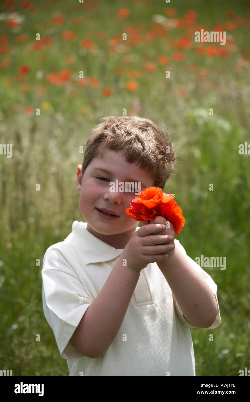 Boy child in poppy field holding poppy on Temple Island near Henley on ...