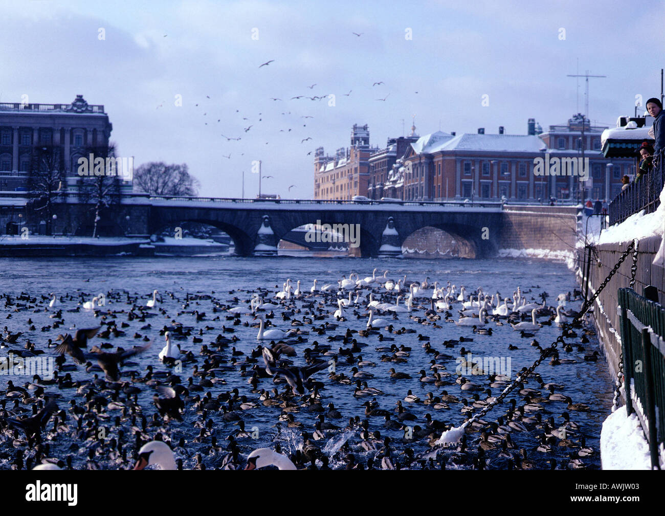 Sweden, Stockholm, birds grouped on water Stock Photo - Alamy