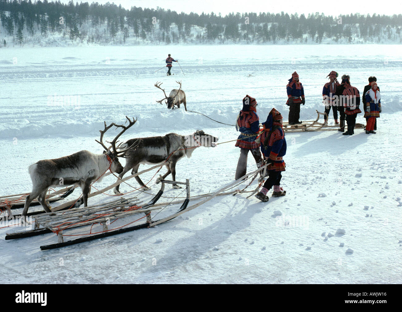Finland, Saami with sleds and reindeer in snow Stock Photo - Alamy