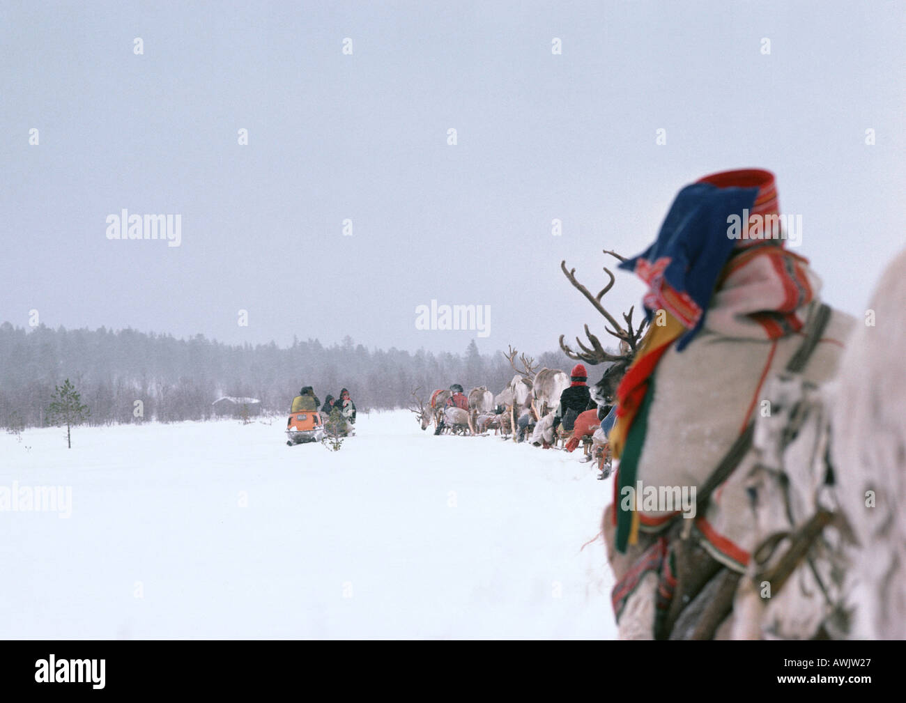 Finland, saamis with reindeer sleds in line, rear view Stock Photo - Alamy