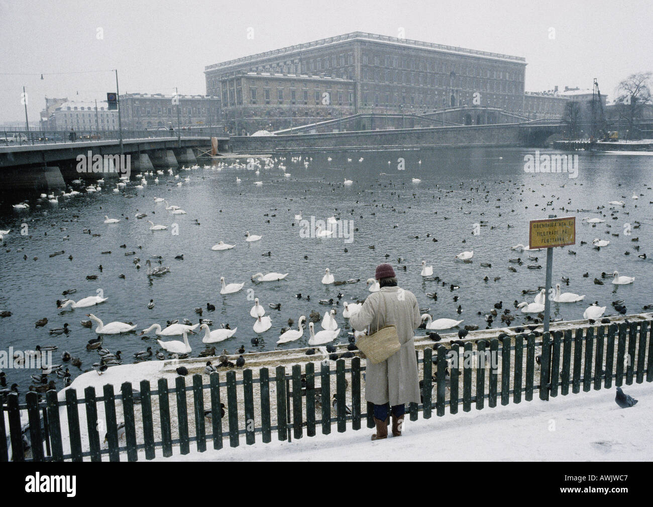 Sweden, Stockholm, person standing in snow looking at birds in water ...