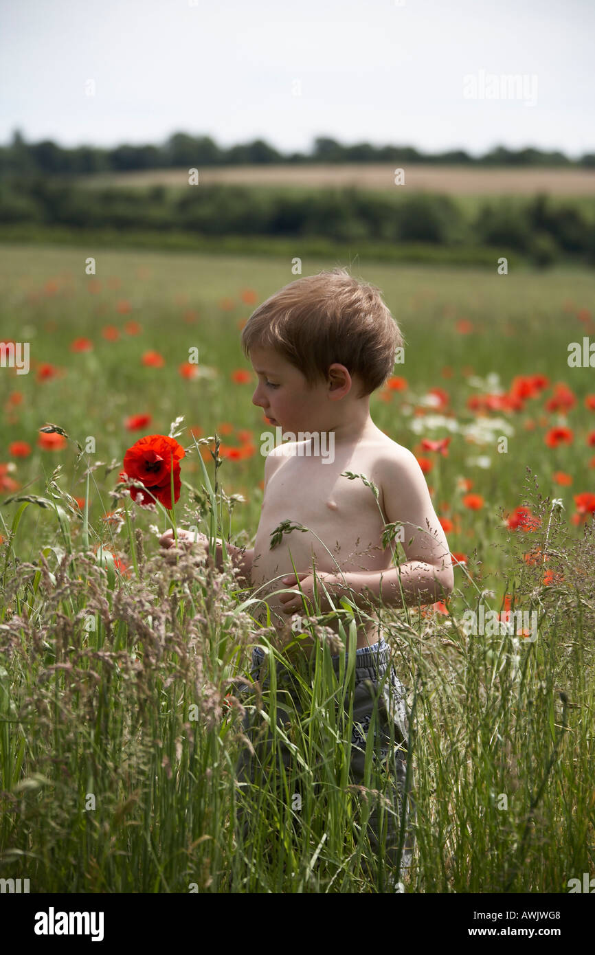 Boy child in poppy field holding poppy on Temple Island near Henley on ...