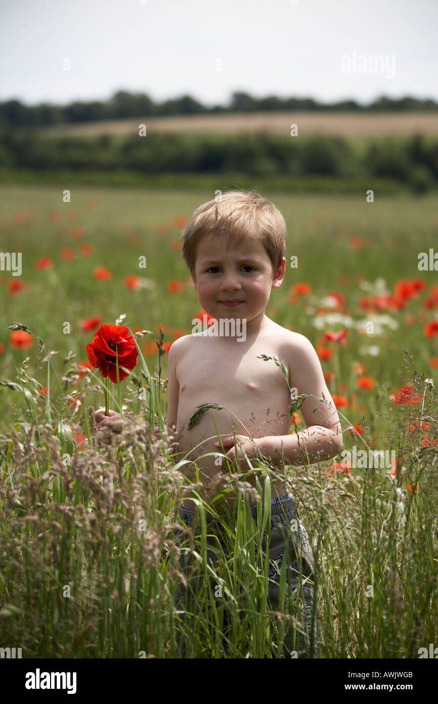 Boy child in poppy field holding poppy on Temple Island near Henley on ...
