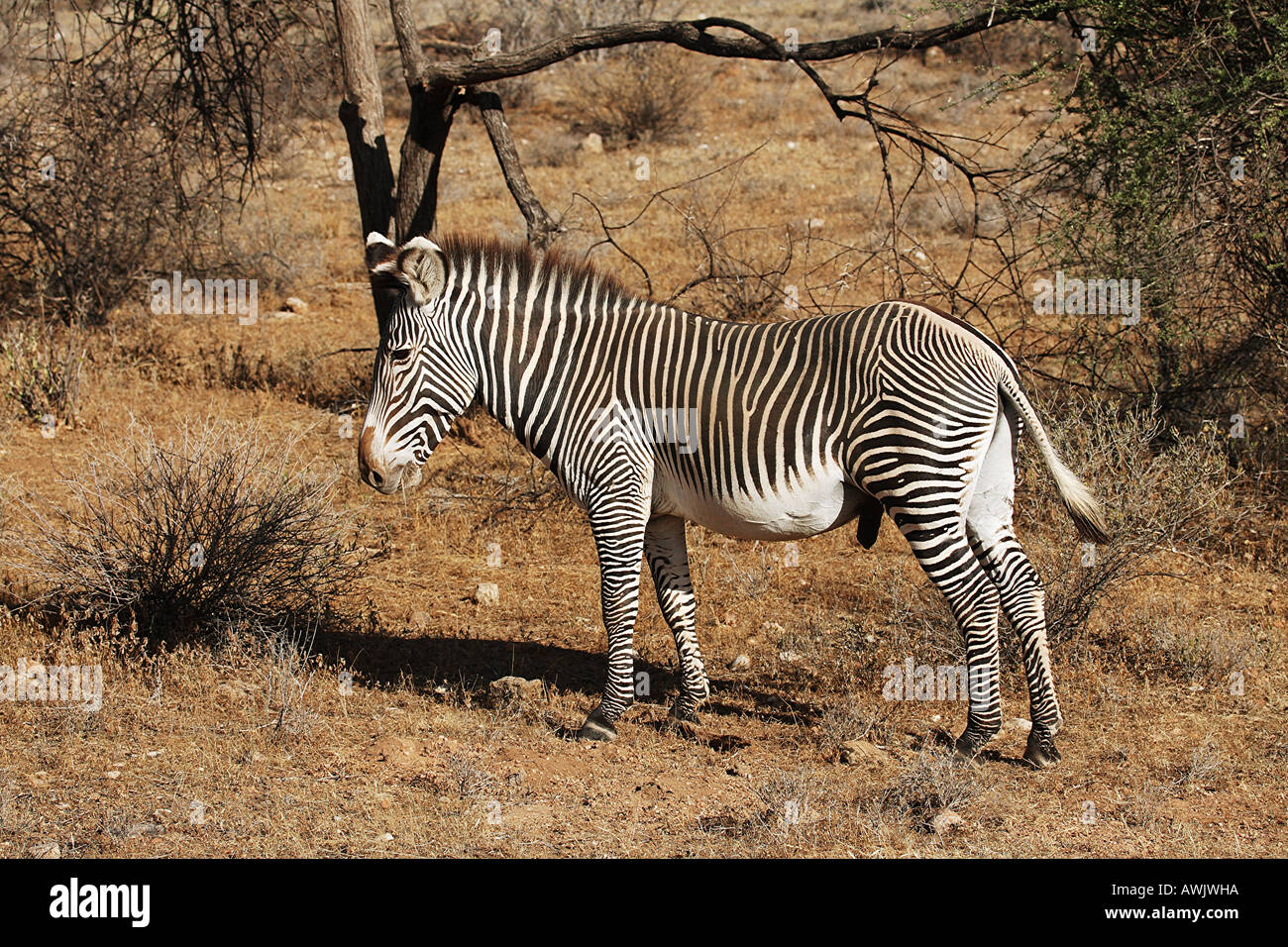 Grevy's zebra wild tree hi-res stock photography and images - Alamy