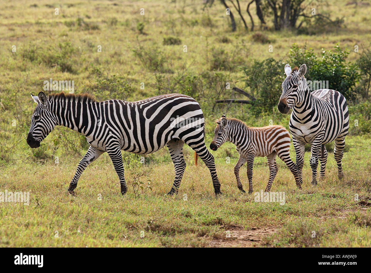 Grant's zebra with cubs / Equus quagga boehmi Stock Photo - Alamy