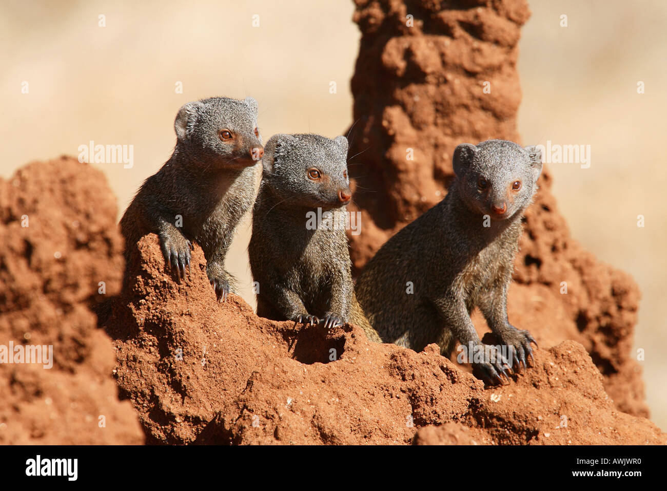 three dwarf mongooses at termite hill / Helogale undulata Stock Photo ...