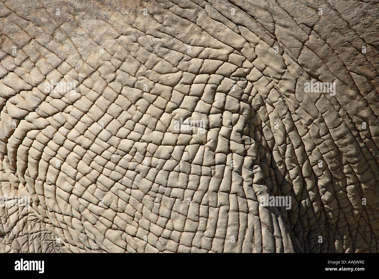African elephant - skin / Loxodonta africana Stock Photo - Alamy
