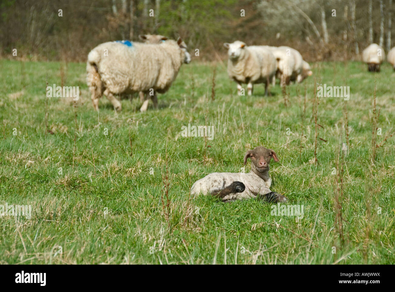 Lamb lying down hi-res stock photography and images - Alamy