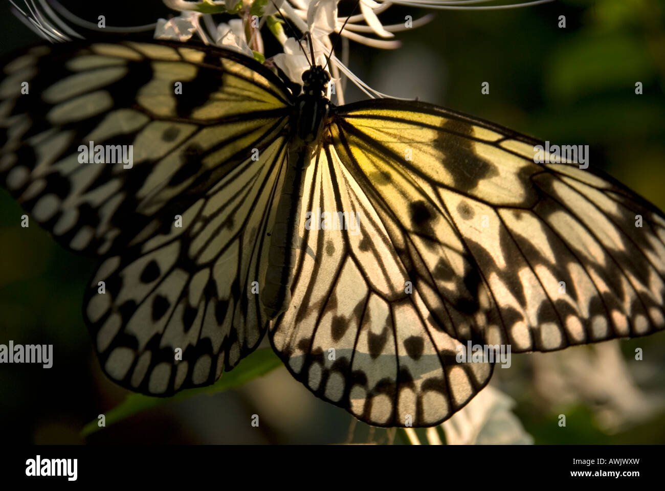 philippines manila Rizal park butterfly enclosure Stock Photo - Alamy