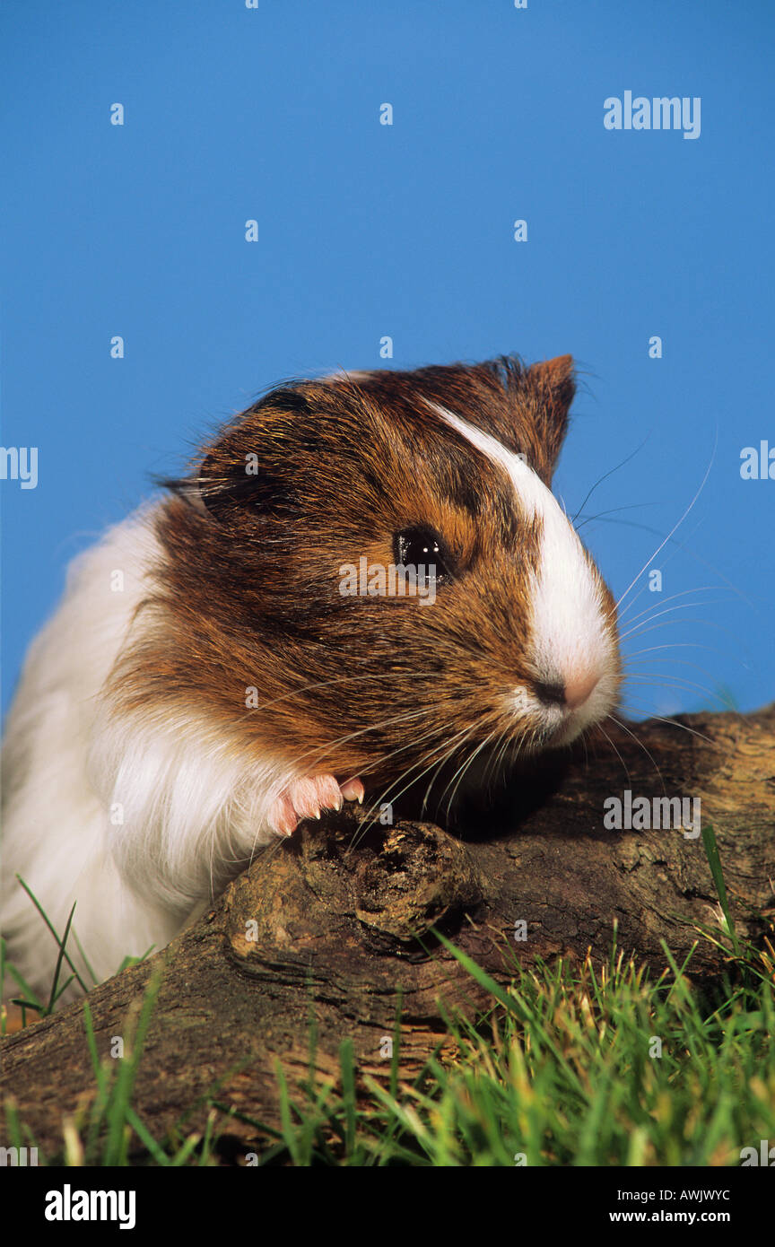 Pig trunks hi-res stock photography and images - Alamy