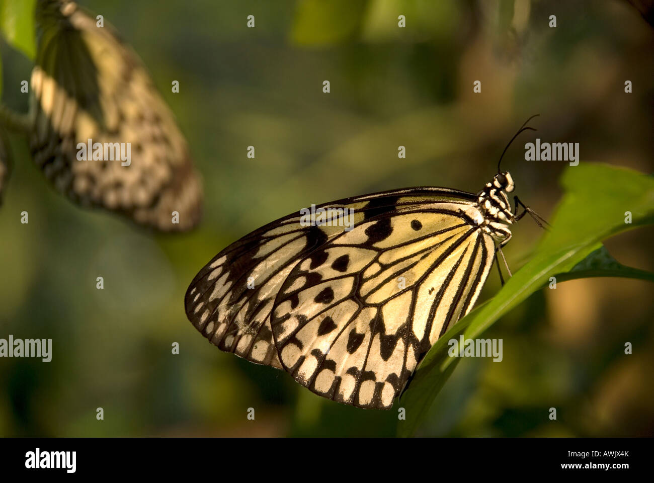 Philippine insect hi-res stock photography and images - Alamy