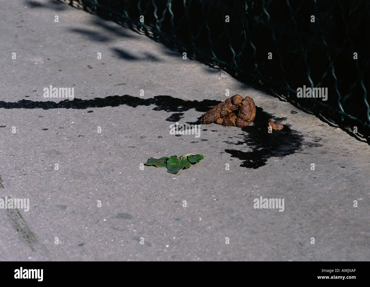 Dog excrements hi-res stock photography and images - Alamy