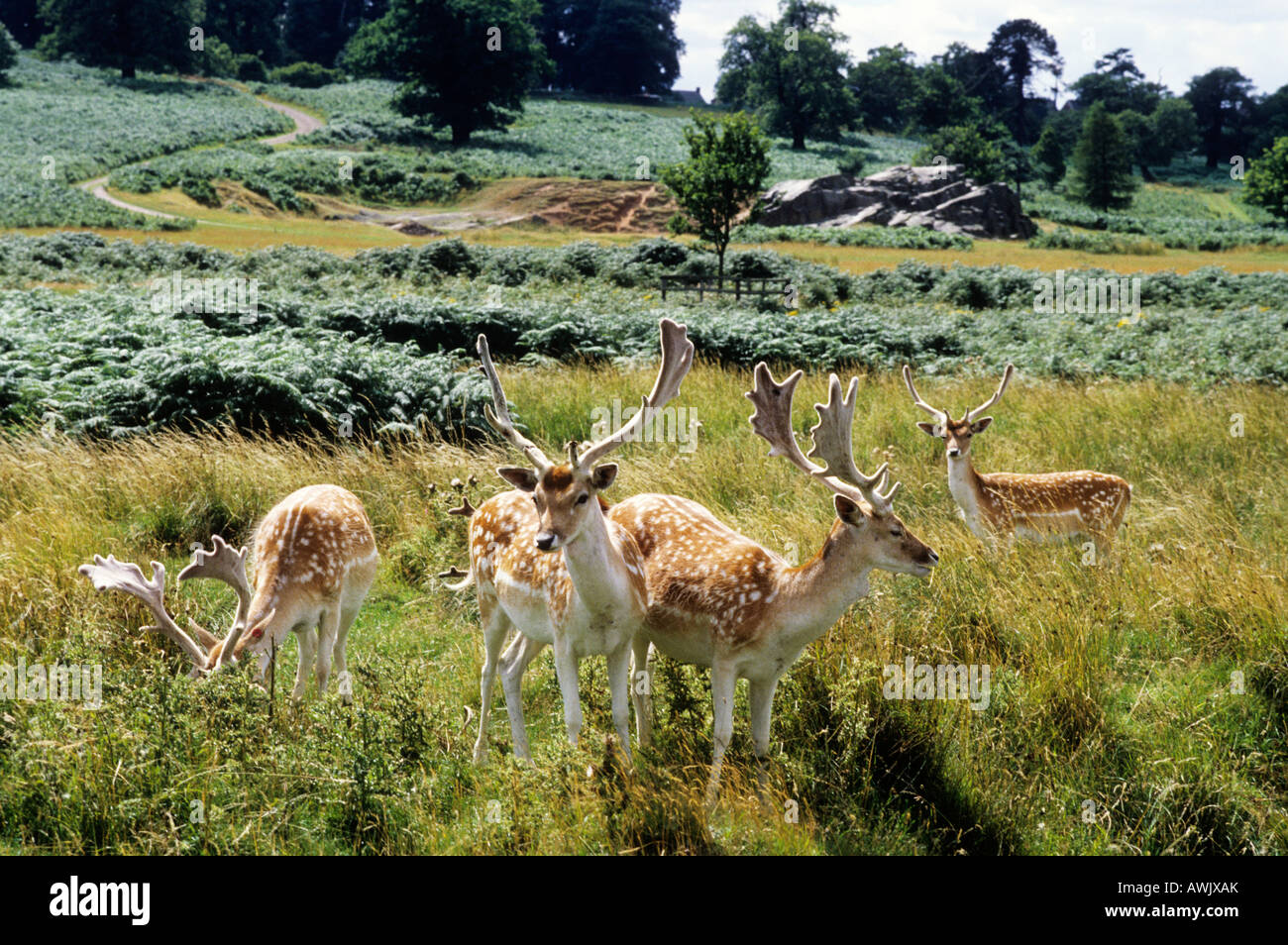 Heath england hi-res stock photography and images - Alamy