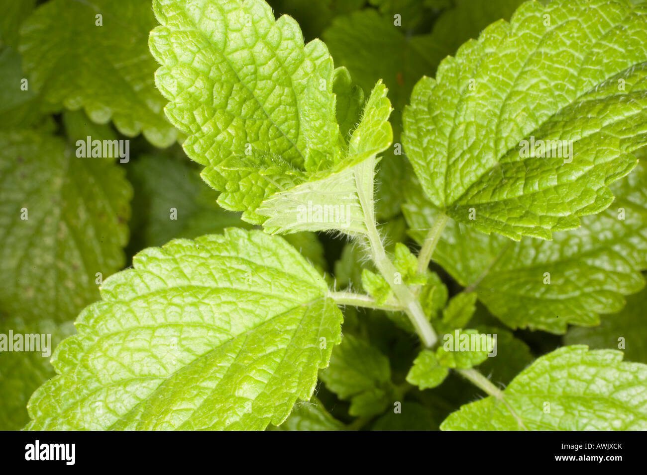 Melissa flower hi-res stock photography and images - Alamy