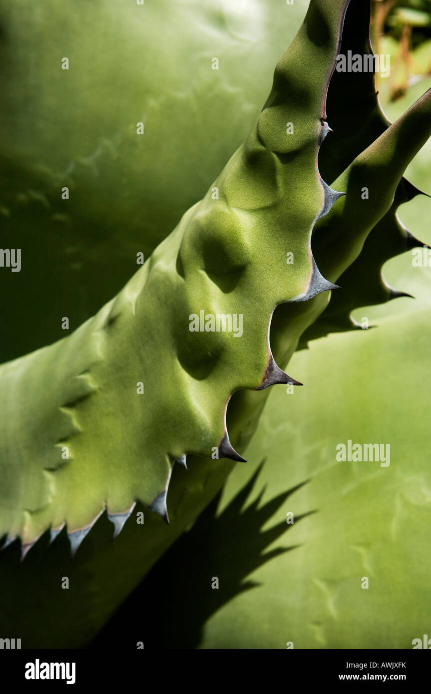 Semi arid garden plants hi-res stock photography and images - Alamy