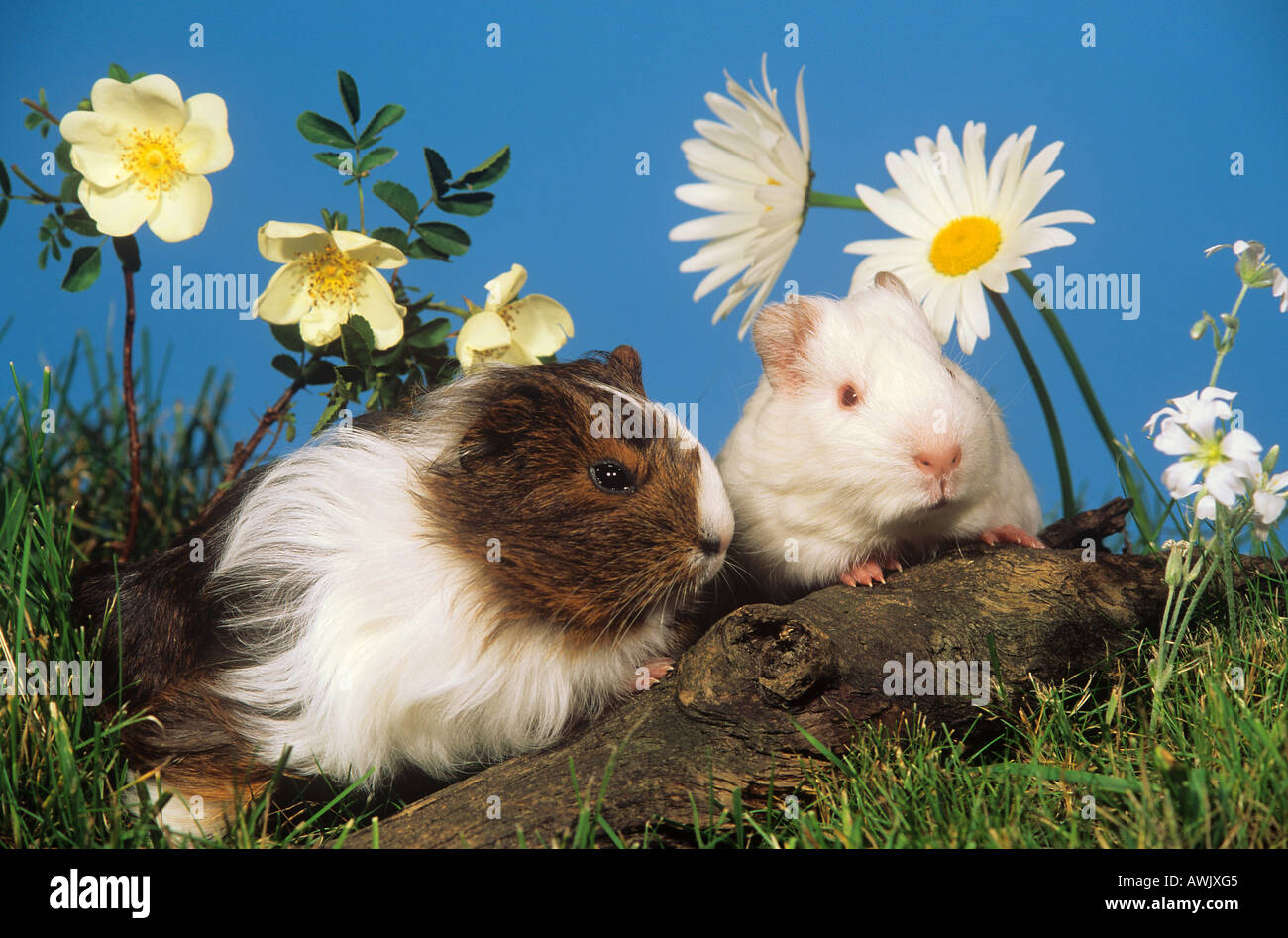 two guinea pigs in front of flowers Stock Photo - Alamy