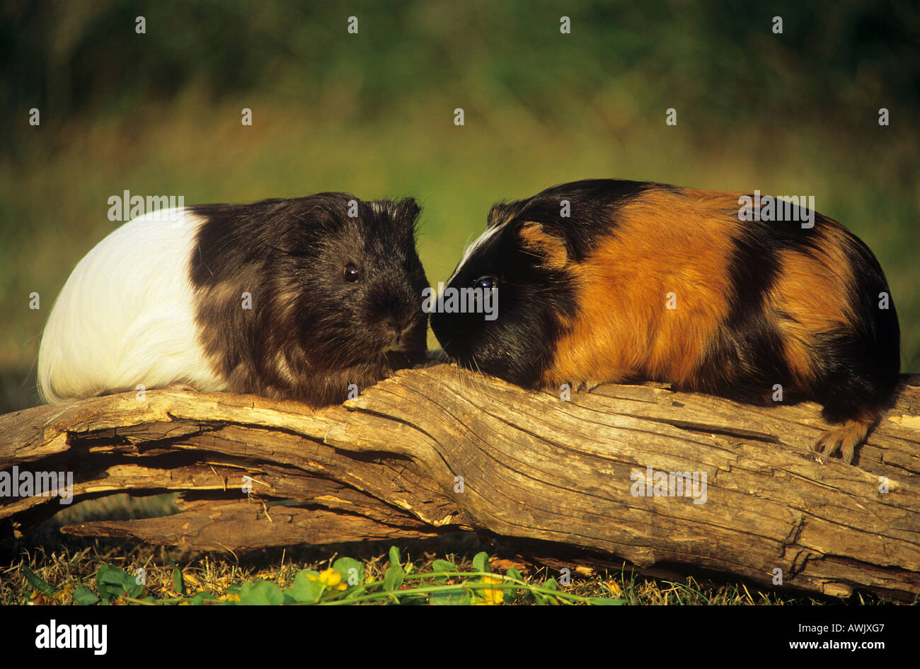 Pigs trunk hi-res stock photography and images - Alamy
