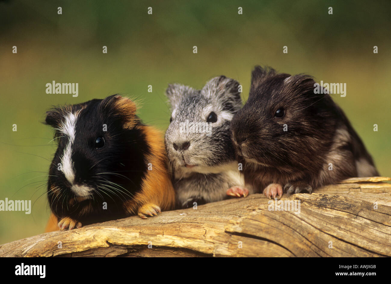 three guinea pigs at tree trunk Stock Photo - Alamy