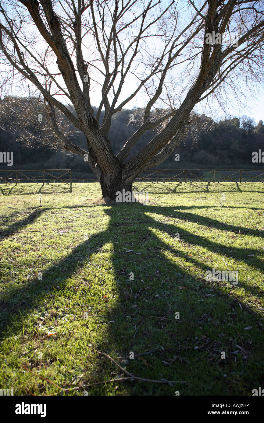 tree backlit casting long shadows on ground Stock Photo - Alamy