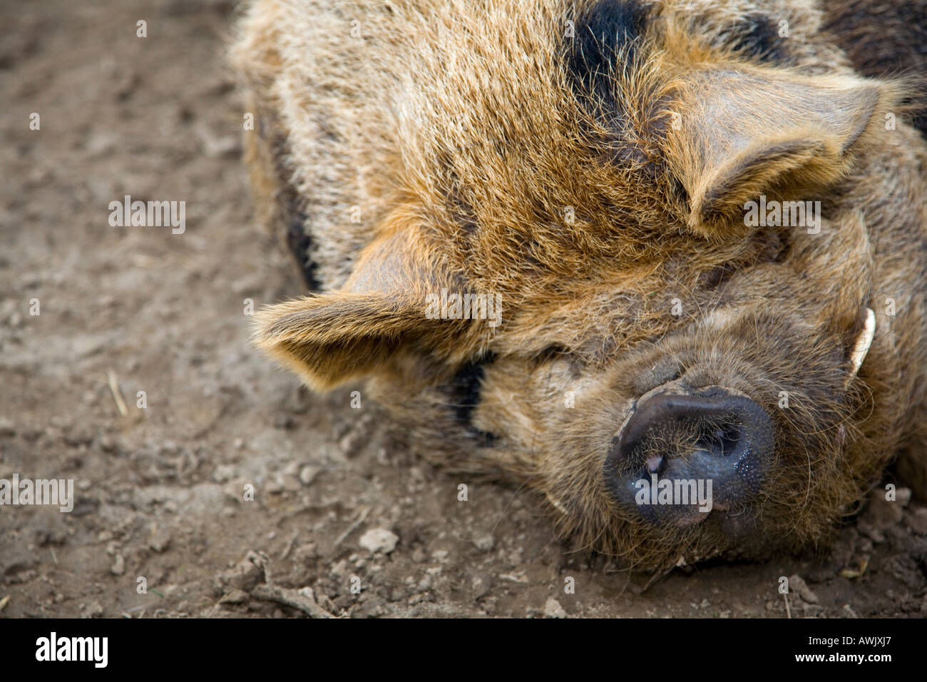 A hairy pig lying in mud Stock Photo - Alamy