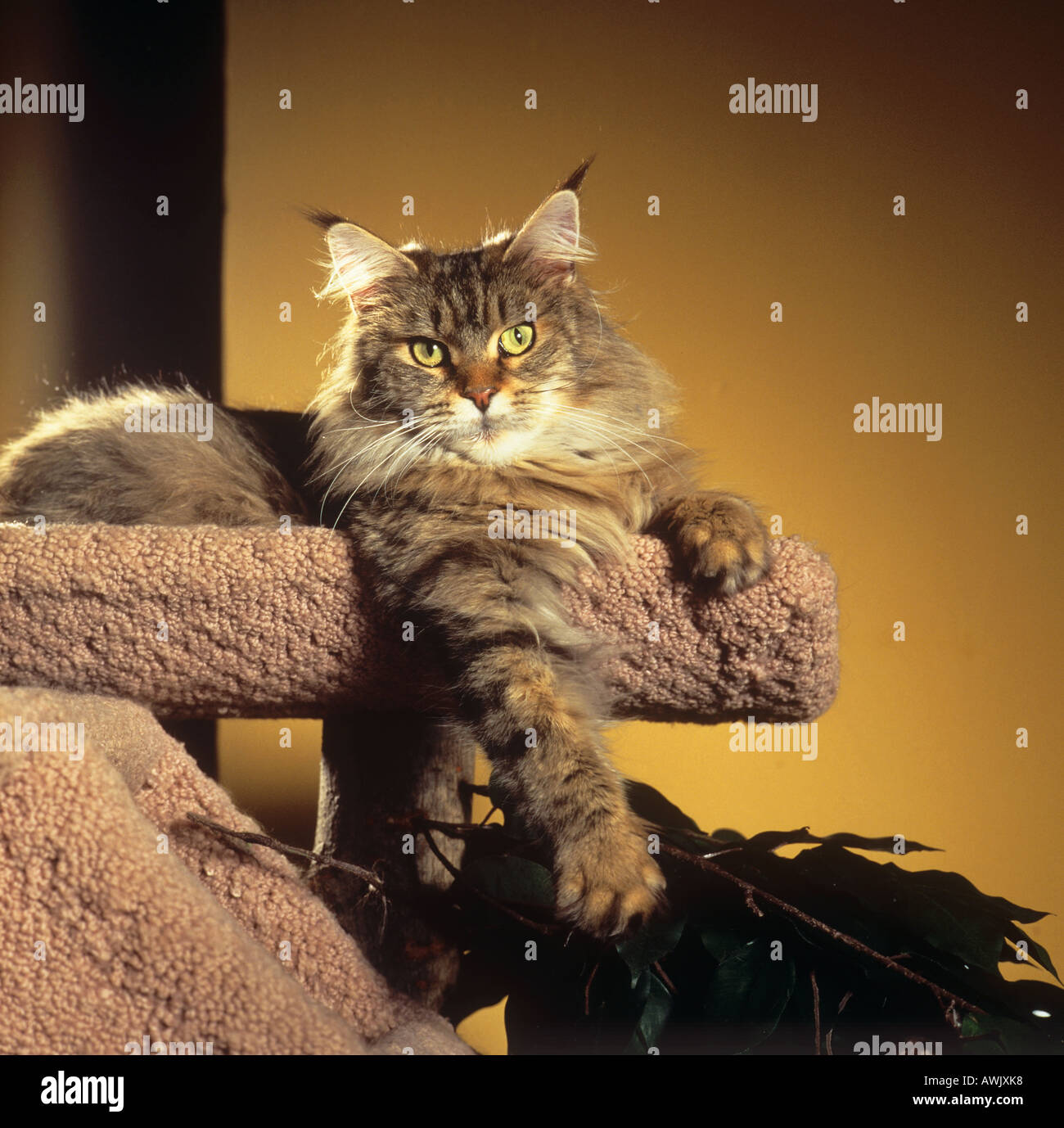 Maine Coon - lying on scratching post Stock Photo - Alamy